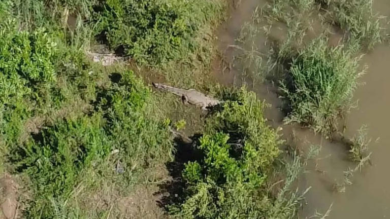 Human remains found in crocodile: Missing businessman feared dead