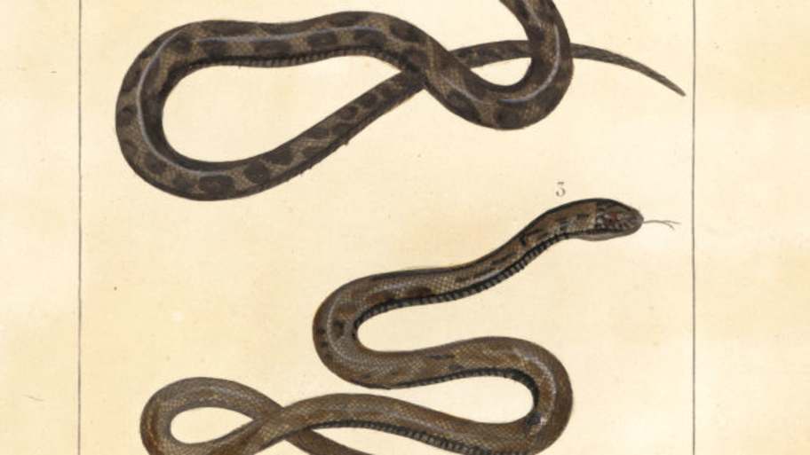 Did Cleopatra really die from a snake bite? Here's what history tells us