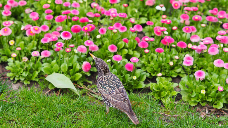 Tips for attracting a more diverse variety of birds to your yard