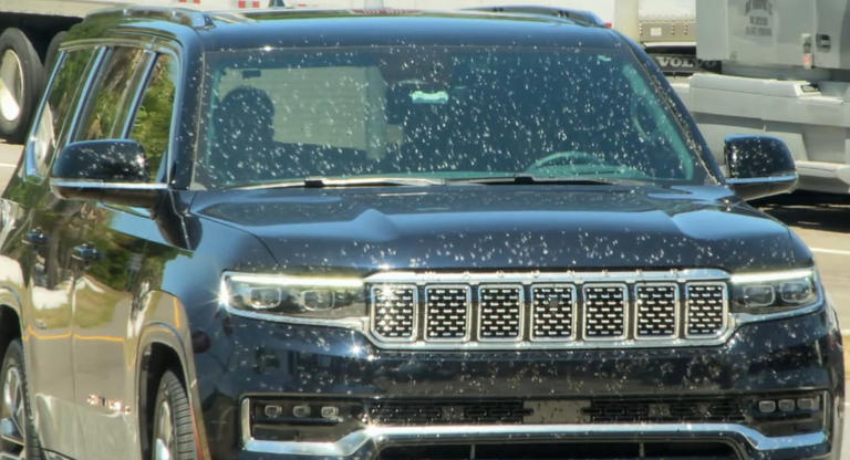 Lovebug season returns to Suncoast, experts warn of car damage