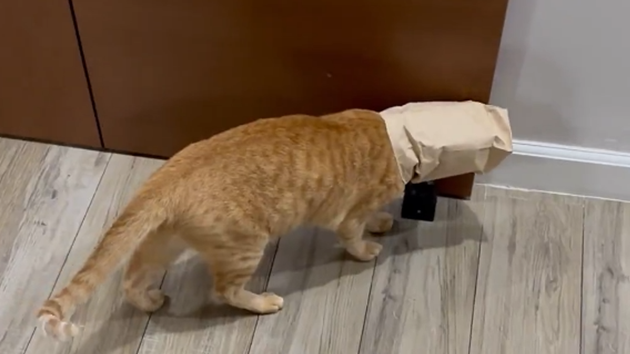 Orange gets hilariously stuck in a paper bag