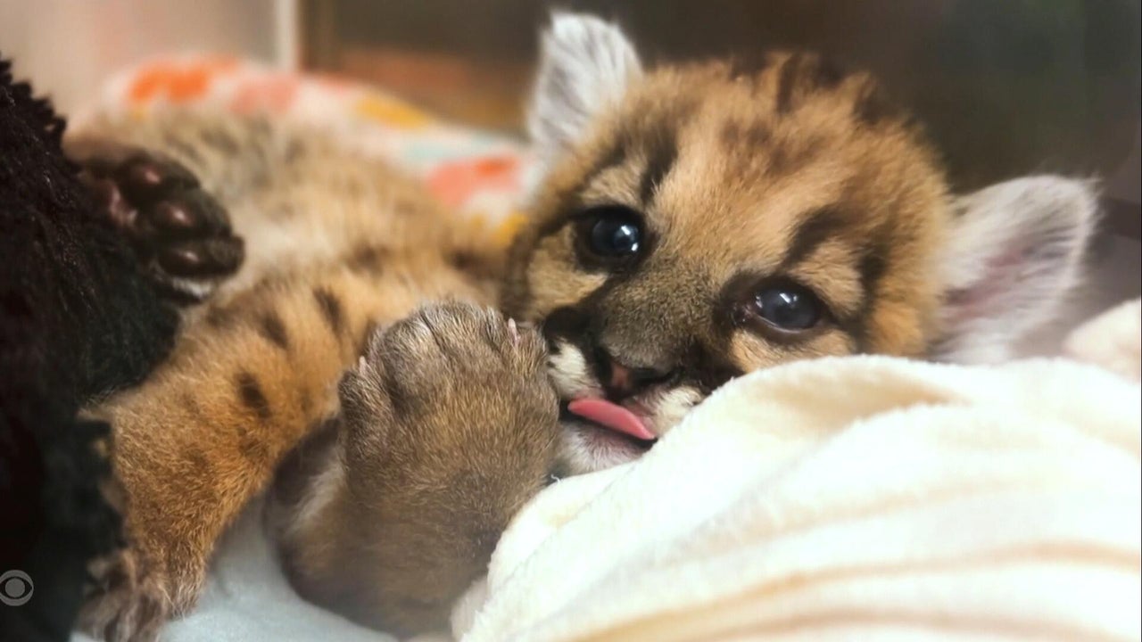 Mountain lion cub with missing toes rescued after being discovered ...