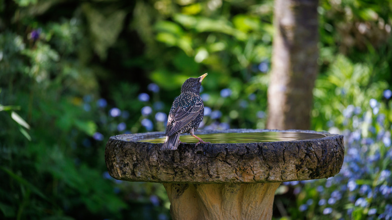Tips for attracting a more diverse variety of birds to your yard