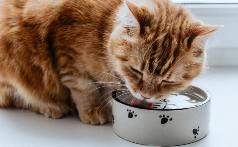 ¿Cómo lograr que tu gato tome más agua?; conoce estos tips