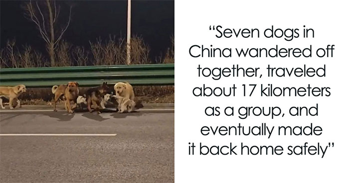 24 sweet animal facts from around the world that restore faith in nature