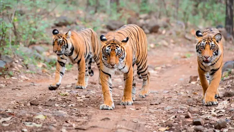 Dog vaccination launched after CDV confirmed as cause of 5 tiger deaths