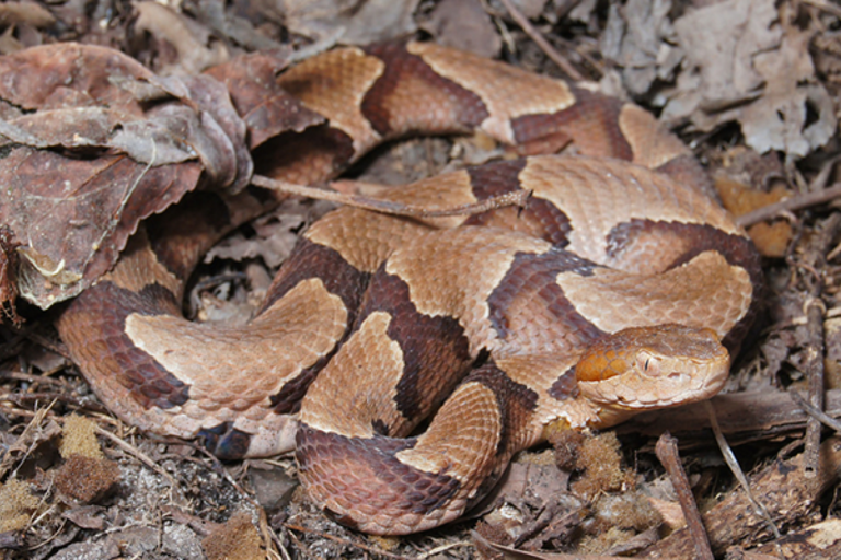How much does antivenom cost at NC hospitals? You may need it after a ...
