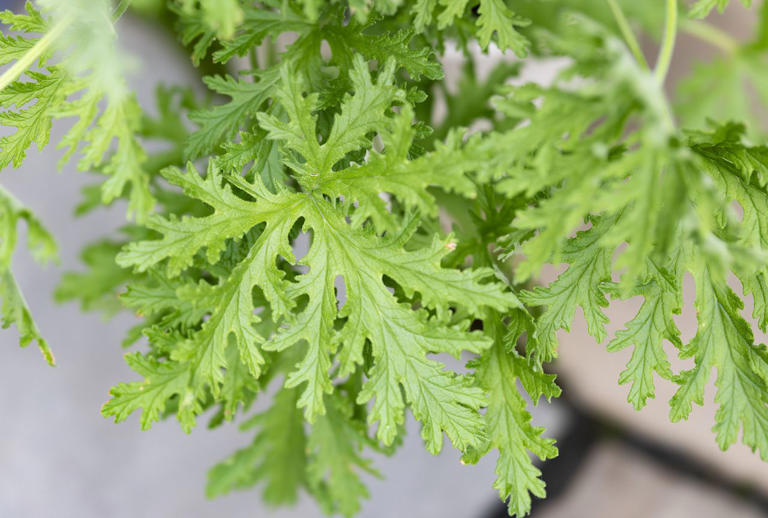 We asked pest pros if marigolds keep mosquitoes away, and we wish we ...