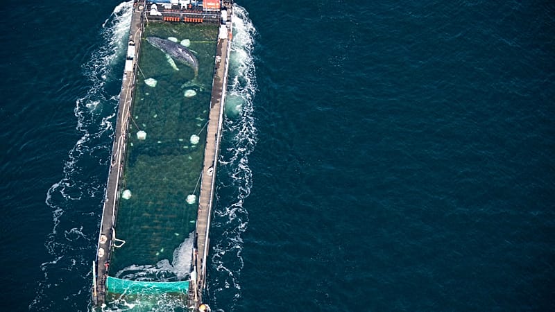 Humpback whale stranded in Germany released into North Sea