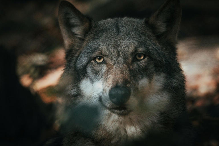 What triggers wildlife to escalate without warning