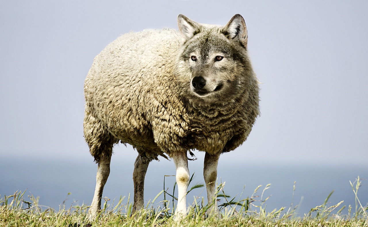 Wolf populations are expanding into these 8 states
