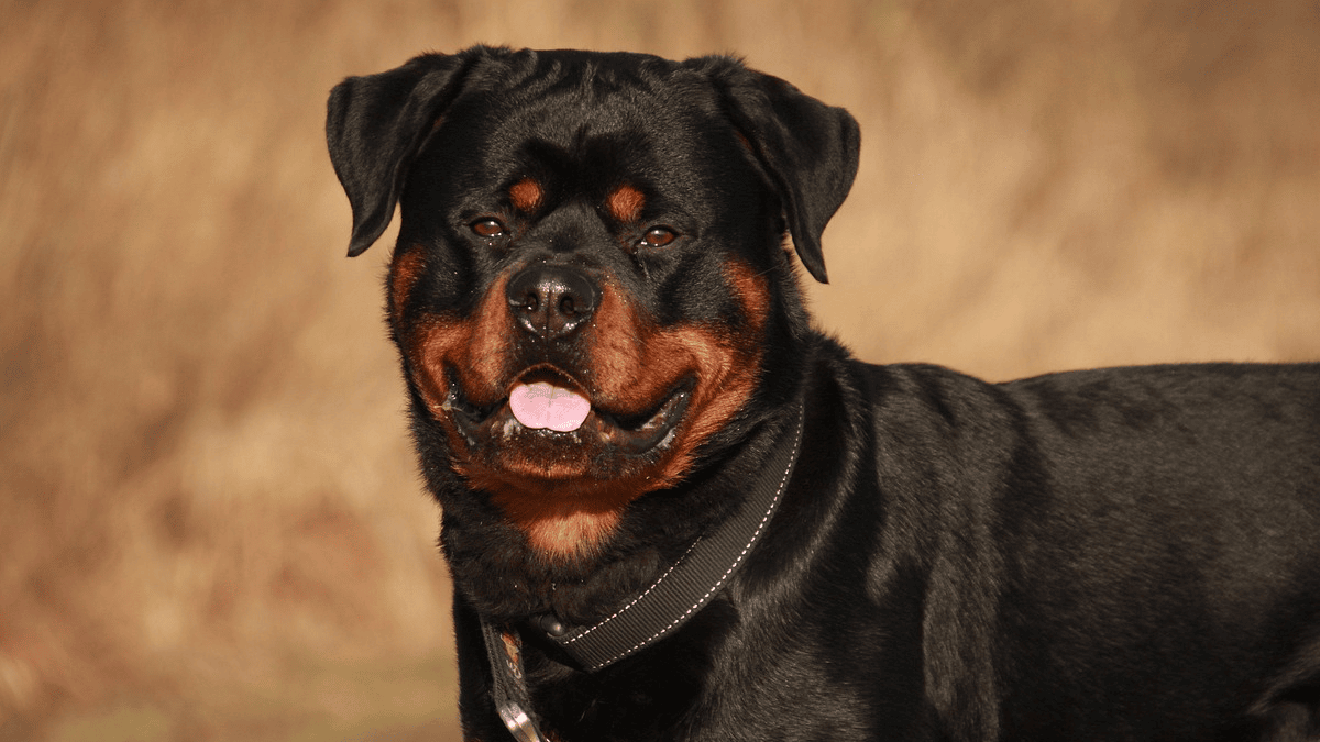 6 razones por las que un rottweiler podría ser el perro perfecto para ...
