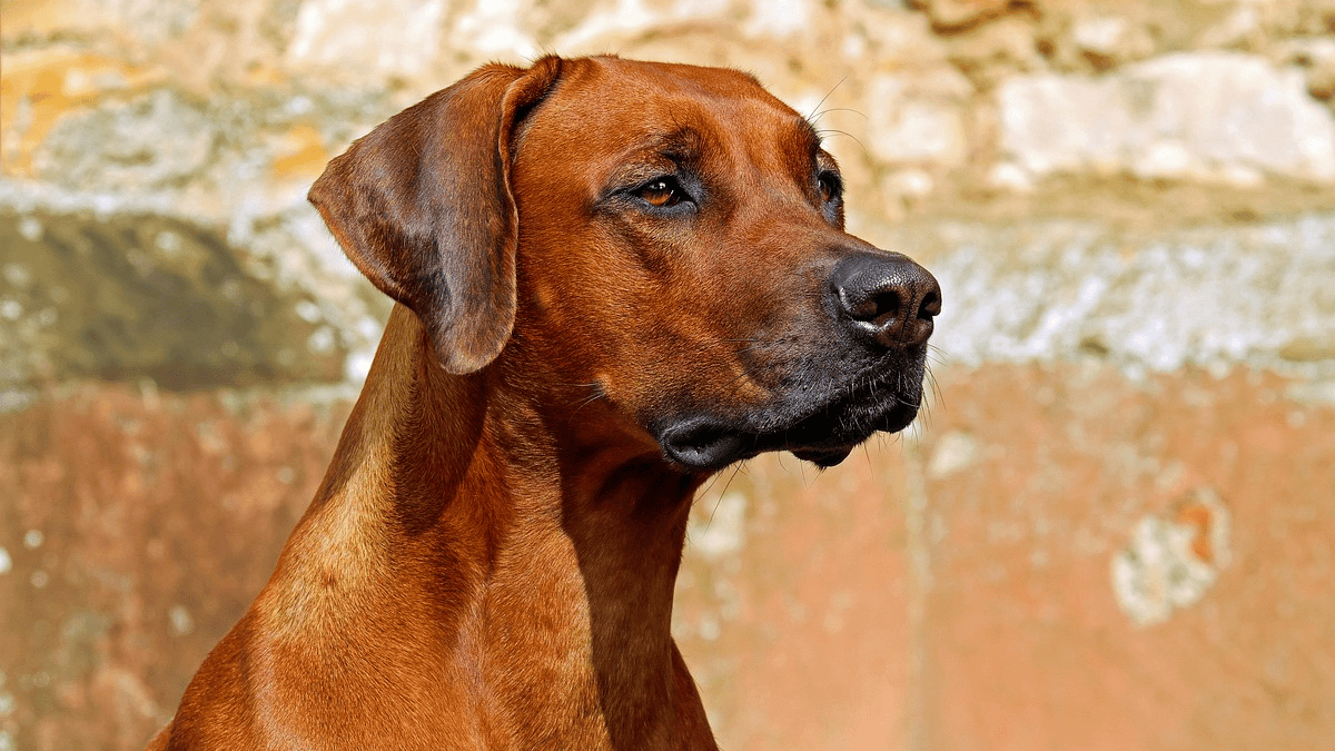 You hurt your dog's feelings without knowing it, but he shows you with ...