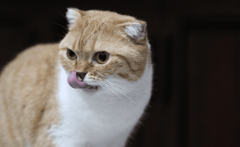 ¿Por qué esterilizar a tu gato? 7 beneficios que todo dueño debería saber