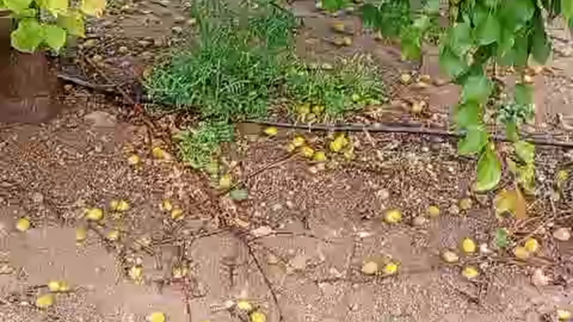 Una "salvajada de agua" acompañada de pedrisco vuelve a castigar a los ...