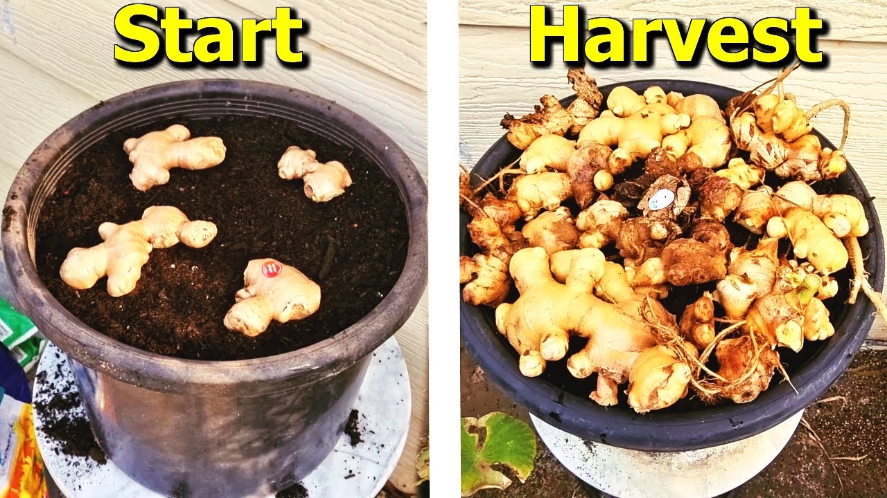 How to grow ginger in containers: Easy steps from store-bought to harvest!