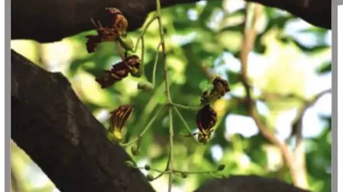 IIC tree and nature walk