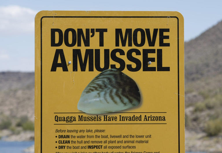 Invasive mussels wreak havoc across US. Feds are desperate for a fix