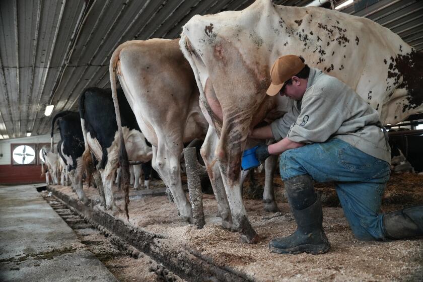 More than three dozen bills supporting raw milk are in state legislatures