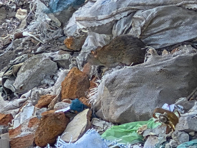 Acumulación de basura mantiene presencia de ratas en avenida Abasolo