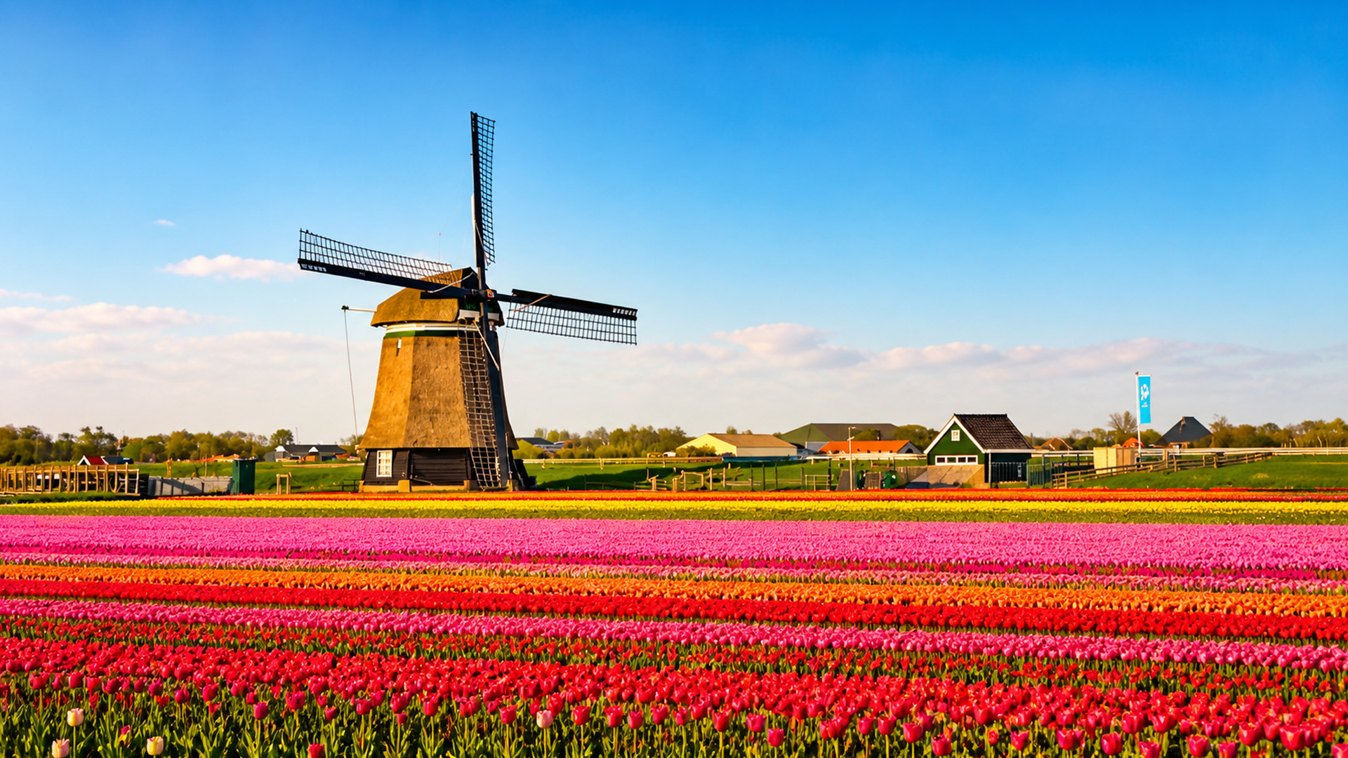 Colorful tulip fields in Lisse that look almost unreal
