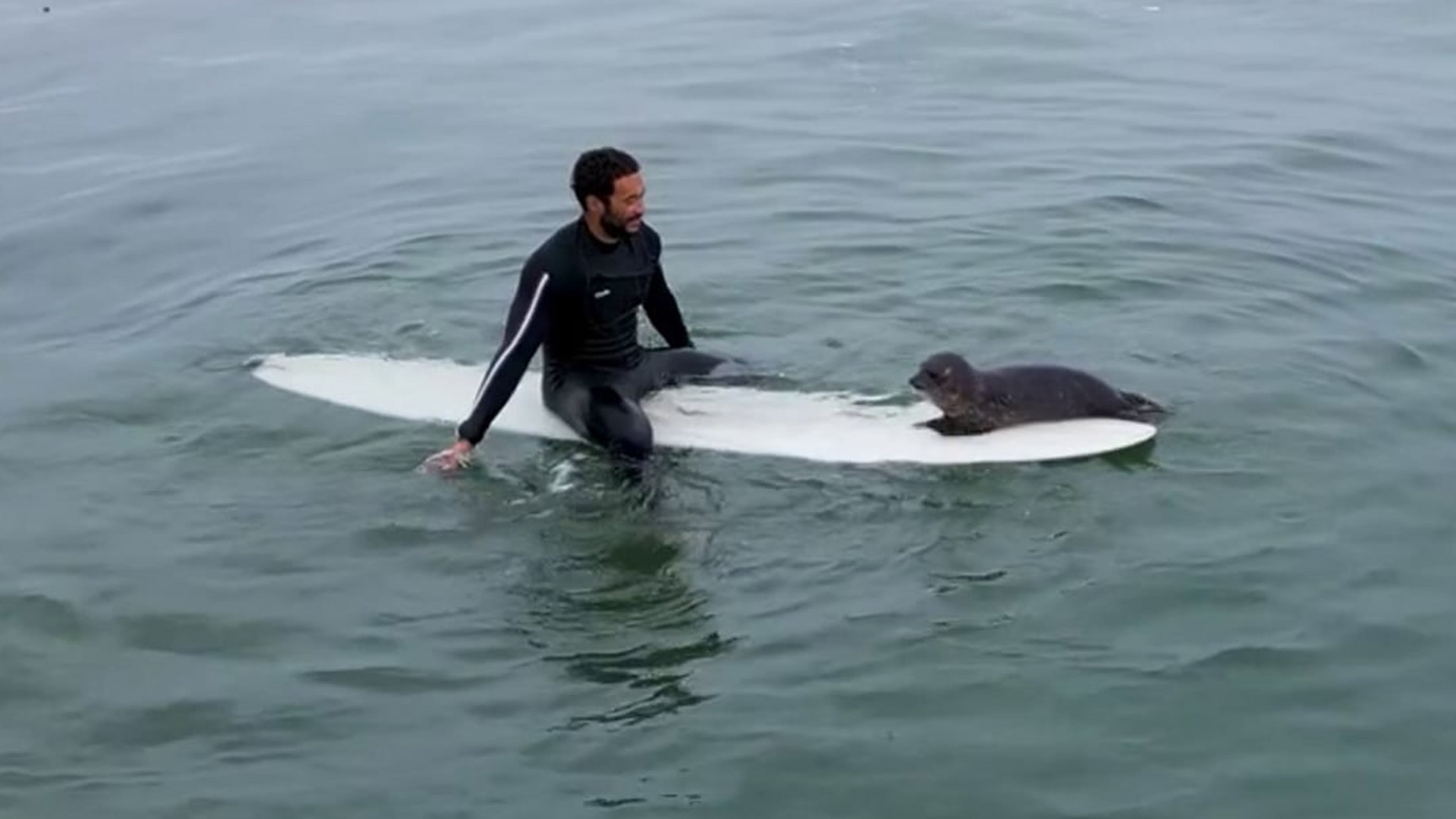 Adorable moment baby seal crashes surf session off California coast