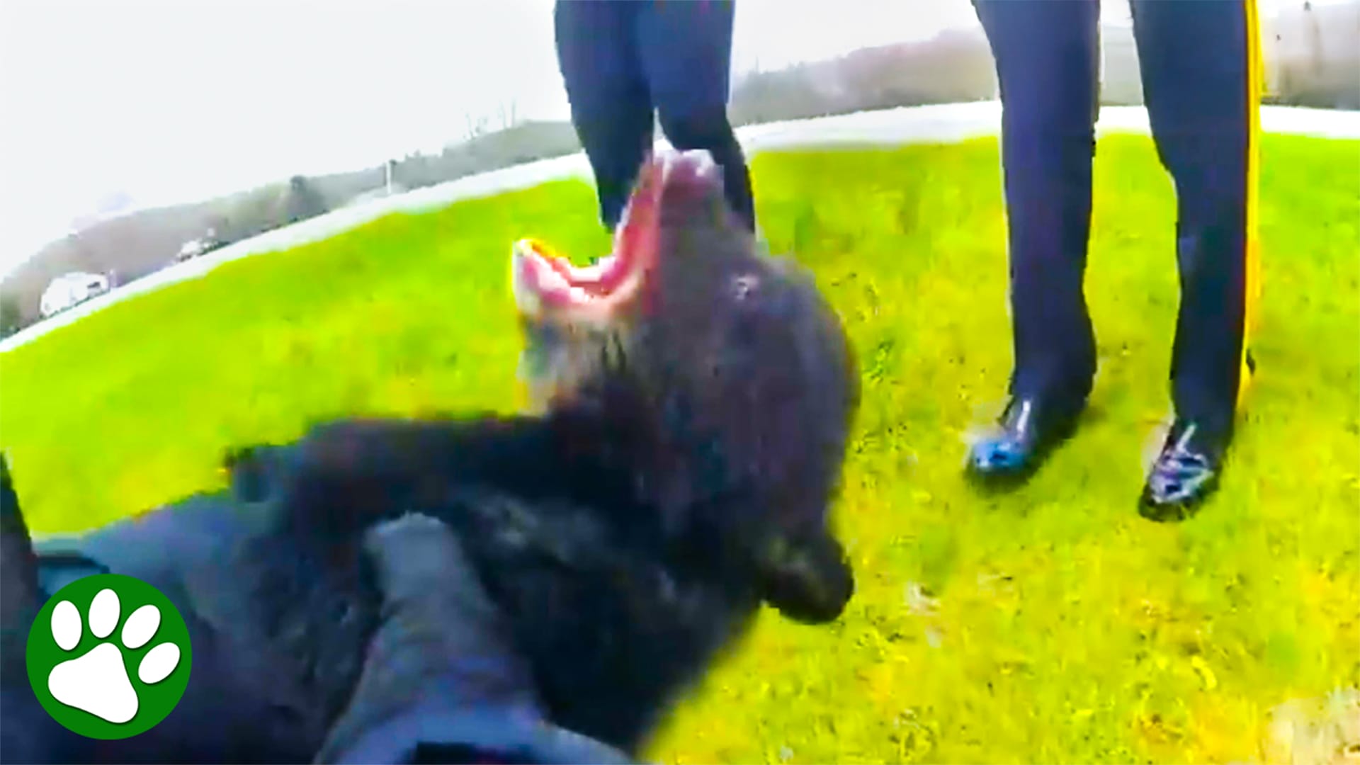 Abandoned bear cub rescued by state trooper 👏