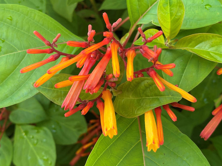 5 Florida native plants that bring color to your garden, yard or home