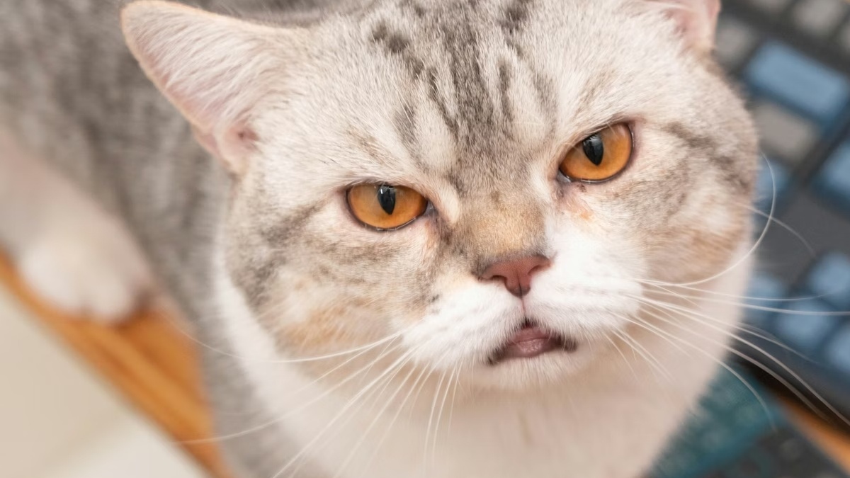 How to talk to your cat? The tone of voice they understand