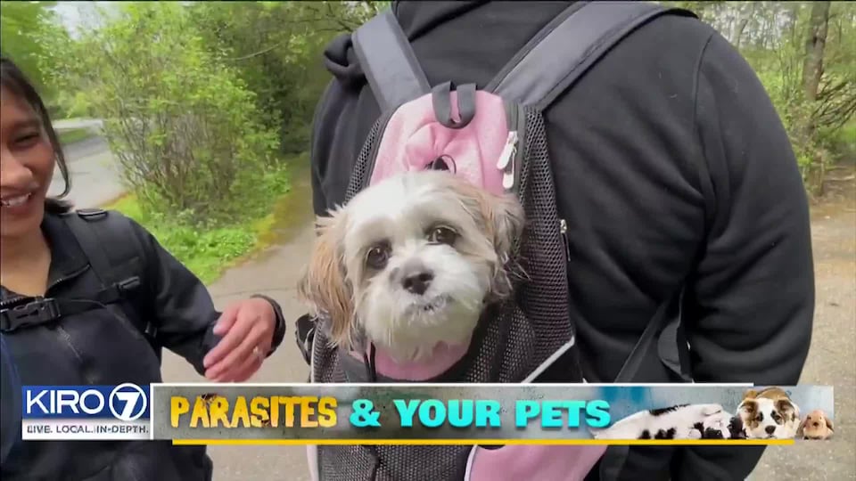 Video: Parasites and your pets