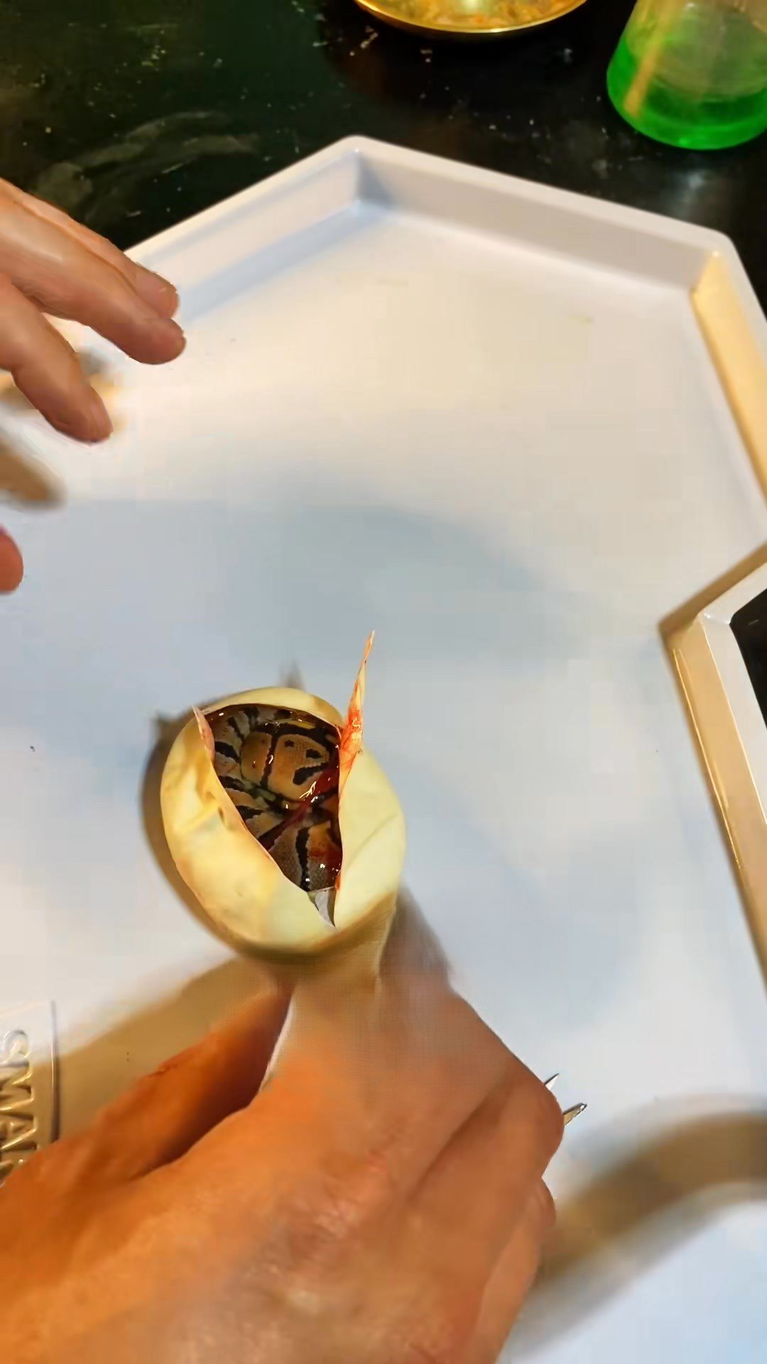Axanthic clown hatchling from the Molinaro Snake Lab