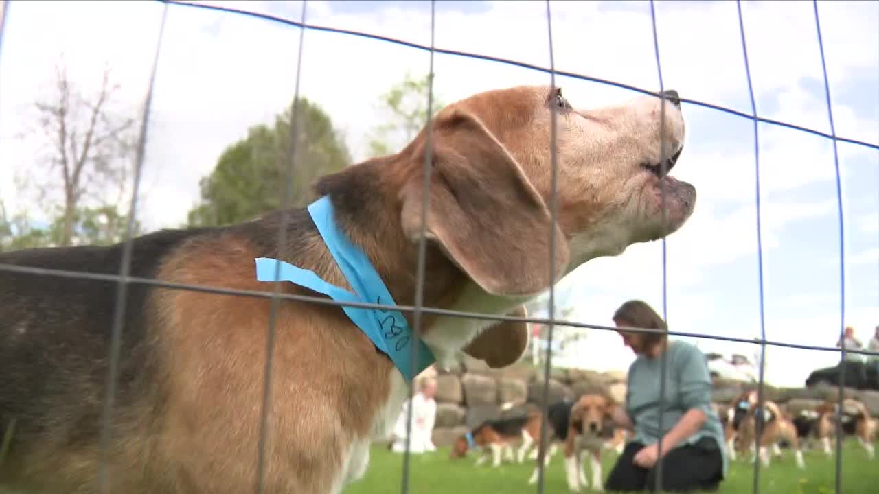 Ridglan Farms beagles: Dogs headed for shelters in New York, Virginia