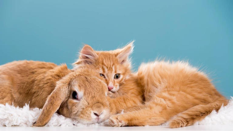 Little cat softly pets his bunny sister like he’s taking care of her