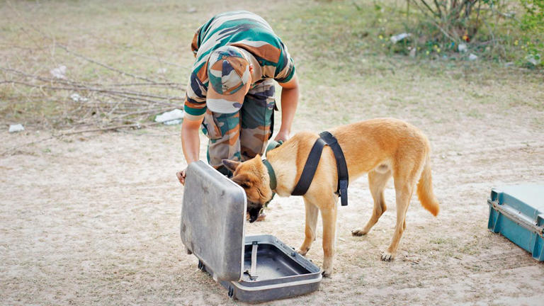 Maharashtra to set up sniffer dog squads to crack down on wildlife trade