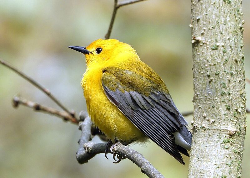 This restored Indiana swamp hides historic cabins, rare birds, and a ...