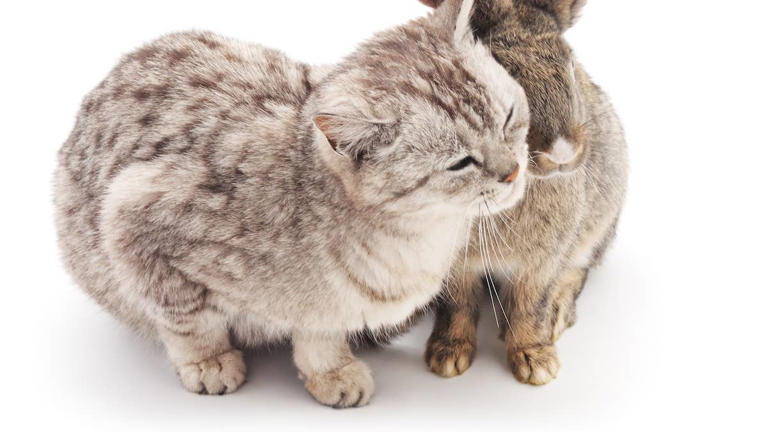 Little cat softly pets his bunny sister like he’s taking care of her