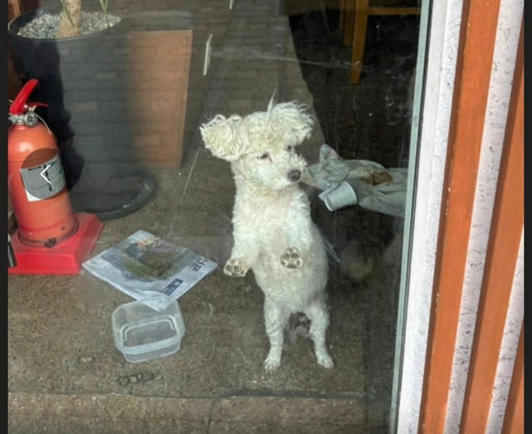 Restaurant owner denies abandoning dog during closure