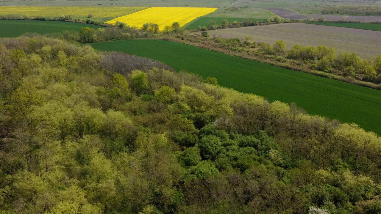 Serbian bird-watching society secures woodland habitat through crowdfunding
