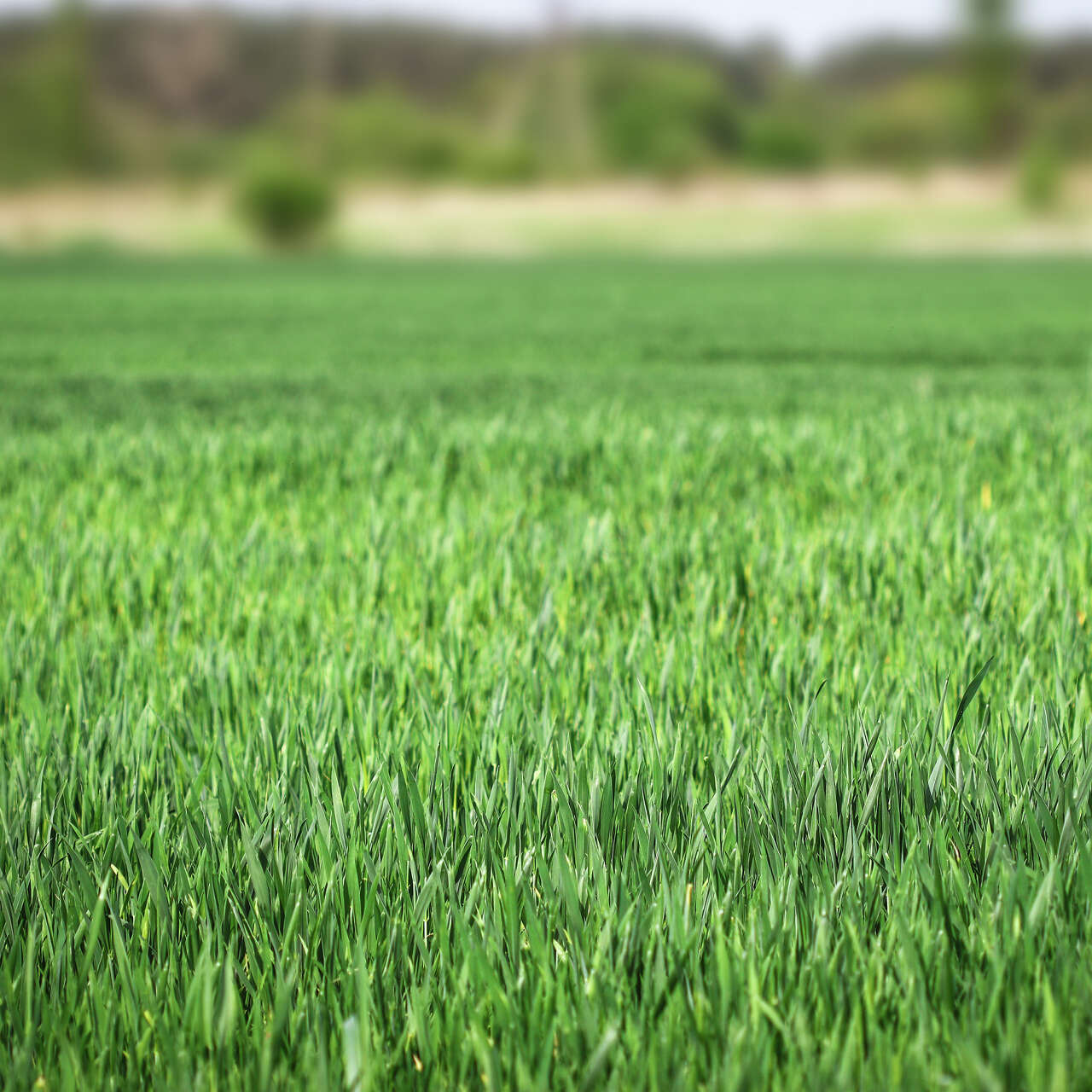 Spring renewal can turn lawn from eyesore to asset