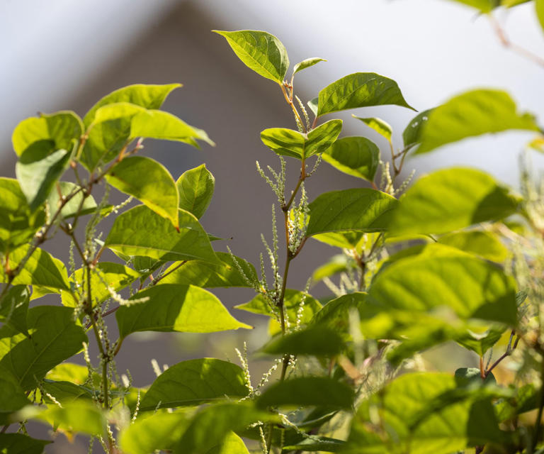 The Japanese knotweed removal mistake homeowners make
