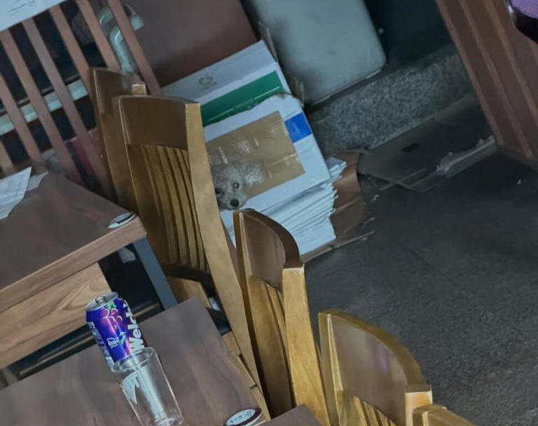 Restaurant owner denies abandoning dog during closure