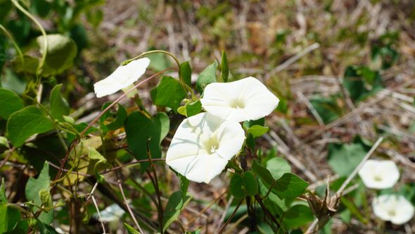 Weeds won't grow back again if gardeners do 1 important task this May