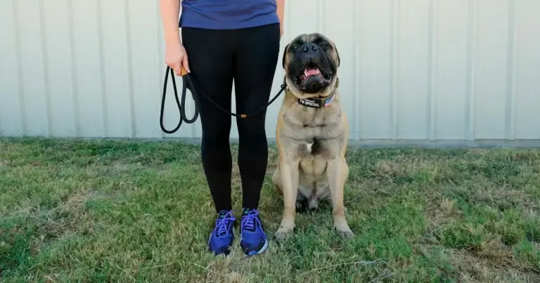 10 signs your dog believes he's the leader in your home