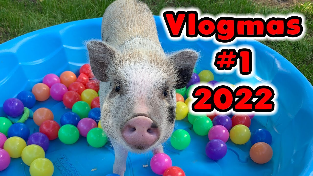 Questions I get and answers I give. Vlagmas #1 2022 And a look at McMuffin.