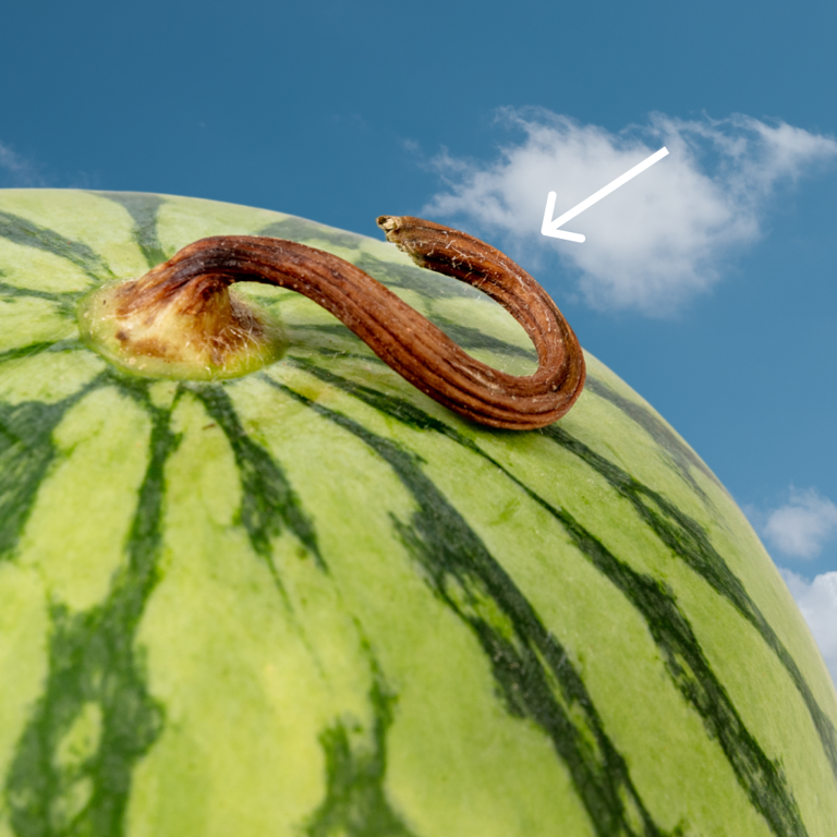 The secret to buying the best watermelon every time