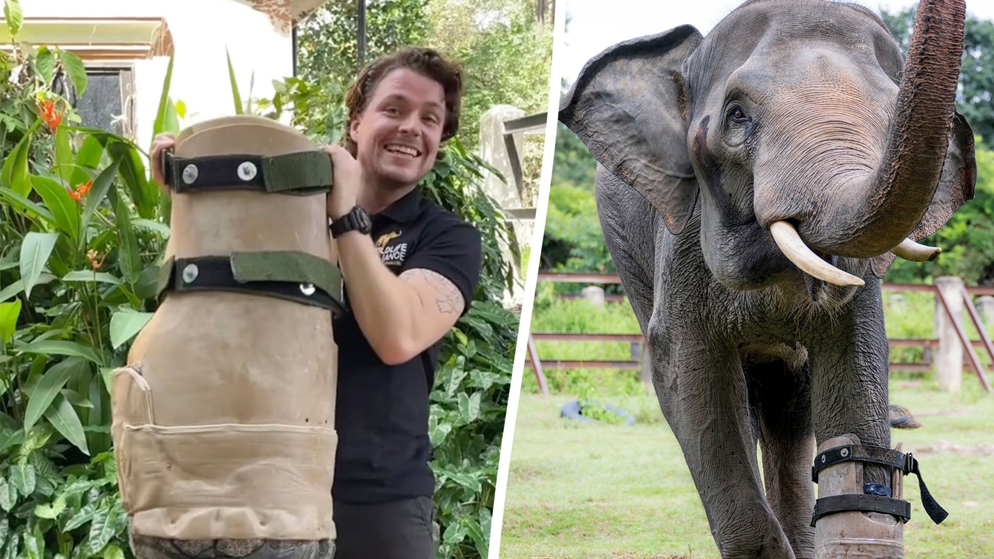 Rescued elephant fitted with a prosthetic foot so he is able to walk again