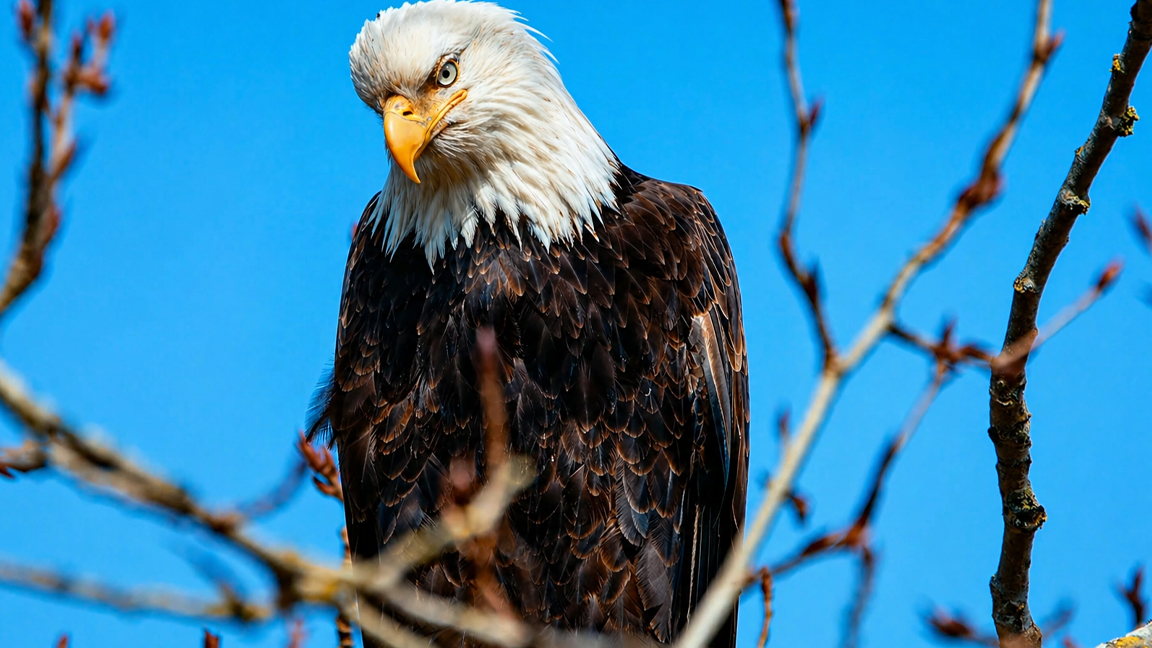 Iconic bald eagle with white head and yellow beak