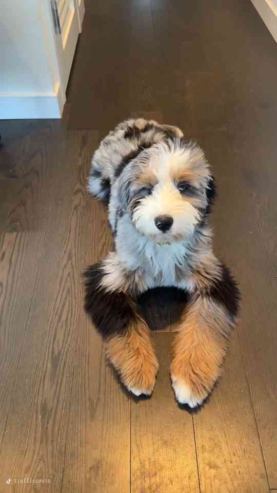 Prepare for a total heart-melt as Truffle demonstrates exactly why ...