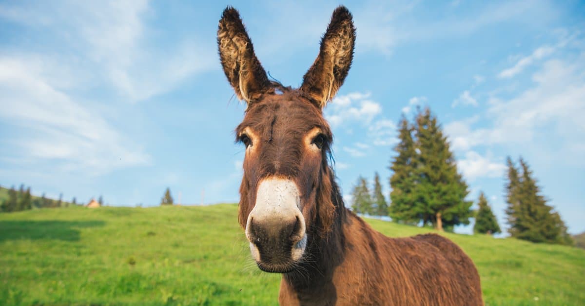 44 million donkeys drive 6 UN goals, yet nobody protects them