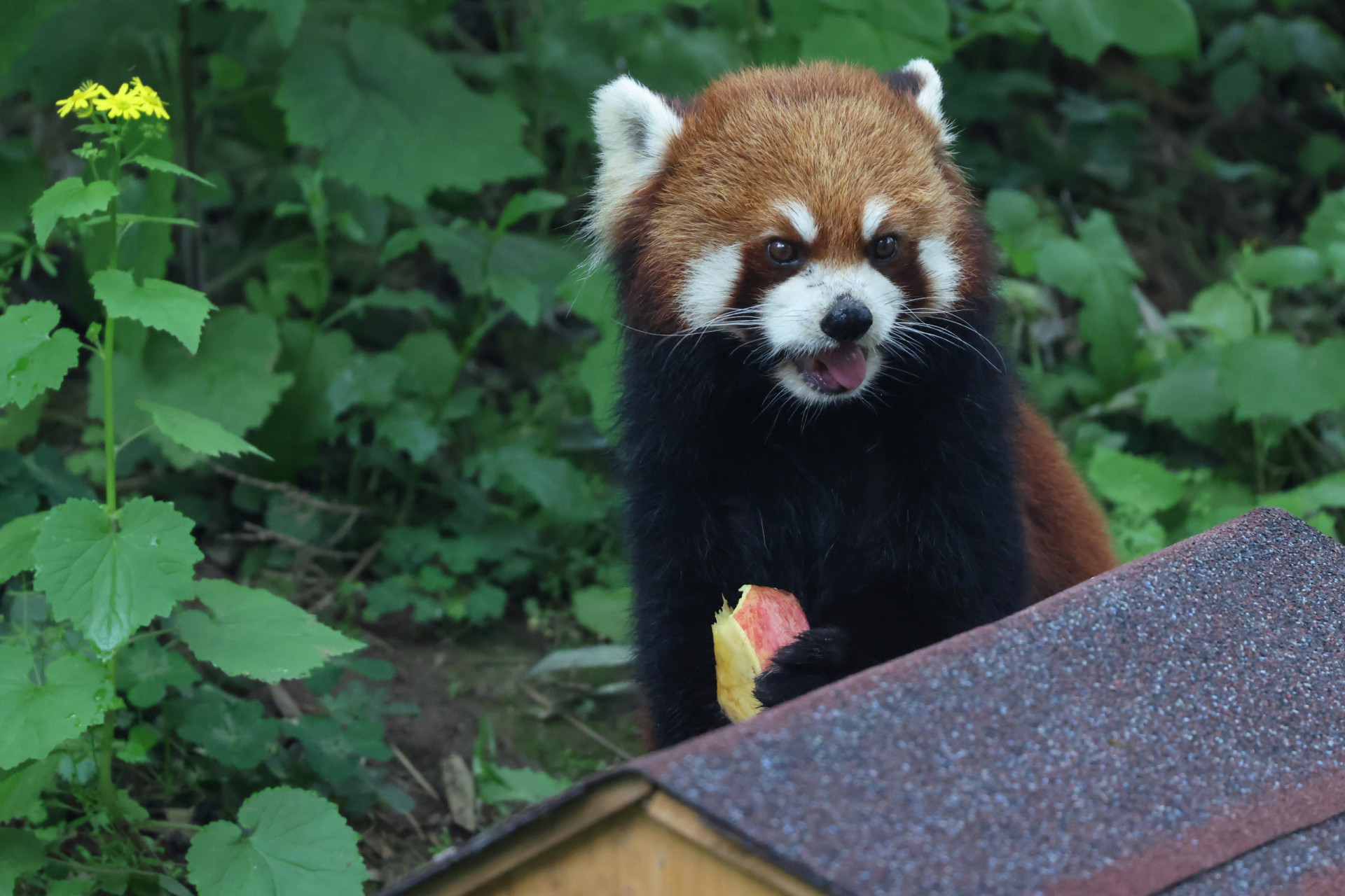 Amazing animals found only in Asia